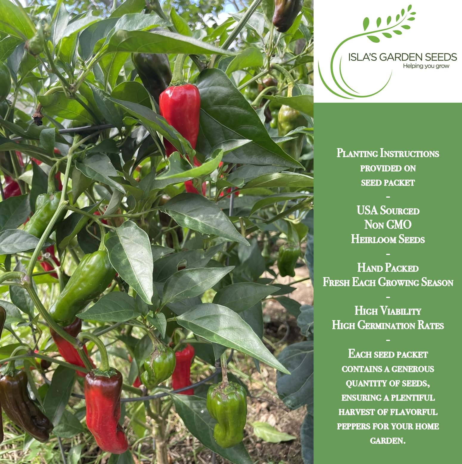 Sweet Cascadura Pepper FEV6 (Capsicum annuum) - 50+ Heirloom by Isla’s ...