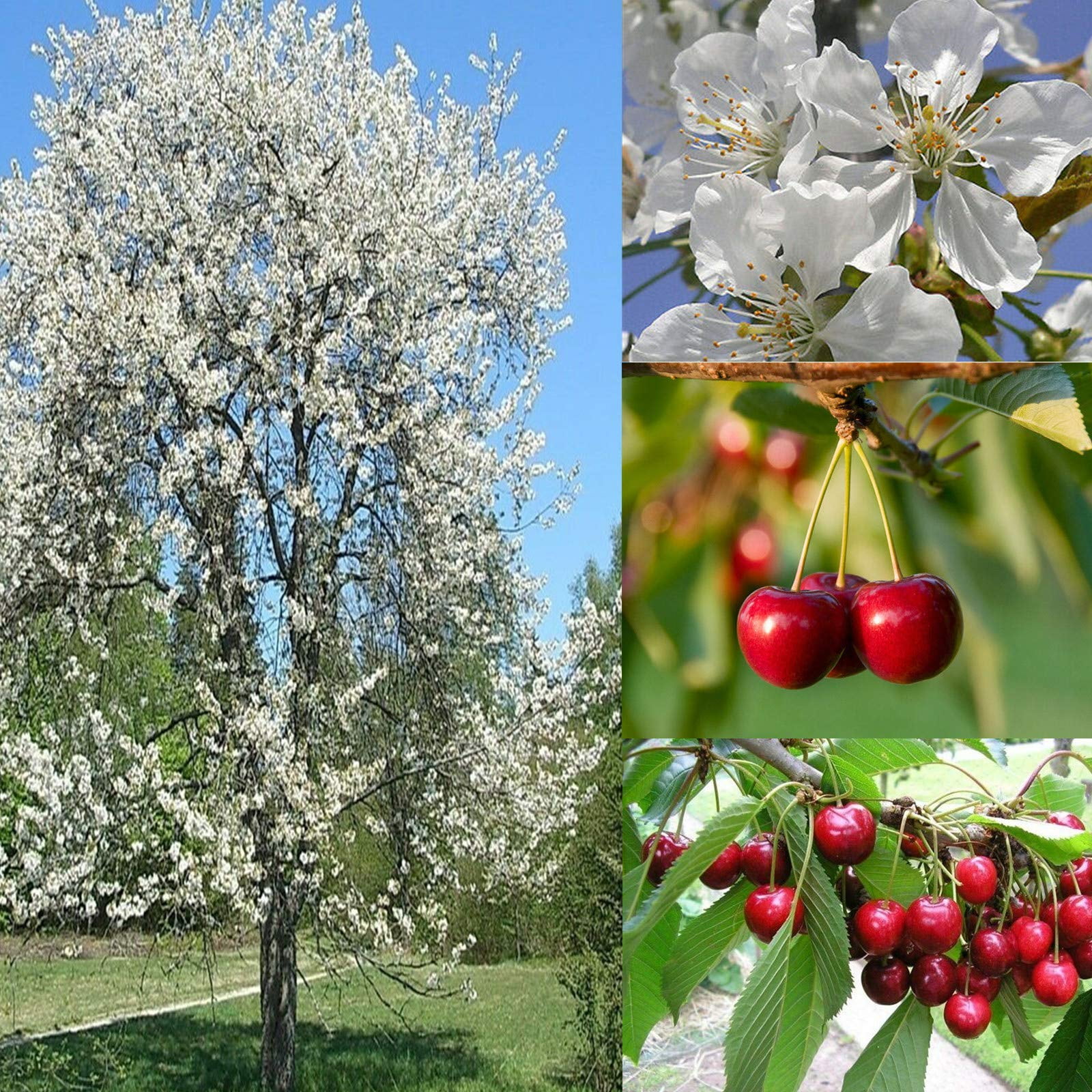 Sweet Cherry Seeds Prunus avium Seeds 20 Pcs - Cherry Blossoms Seeds ...