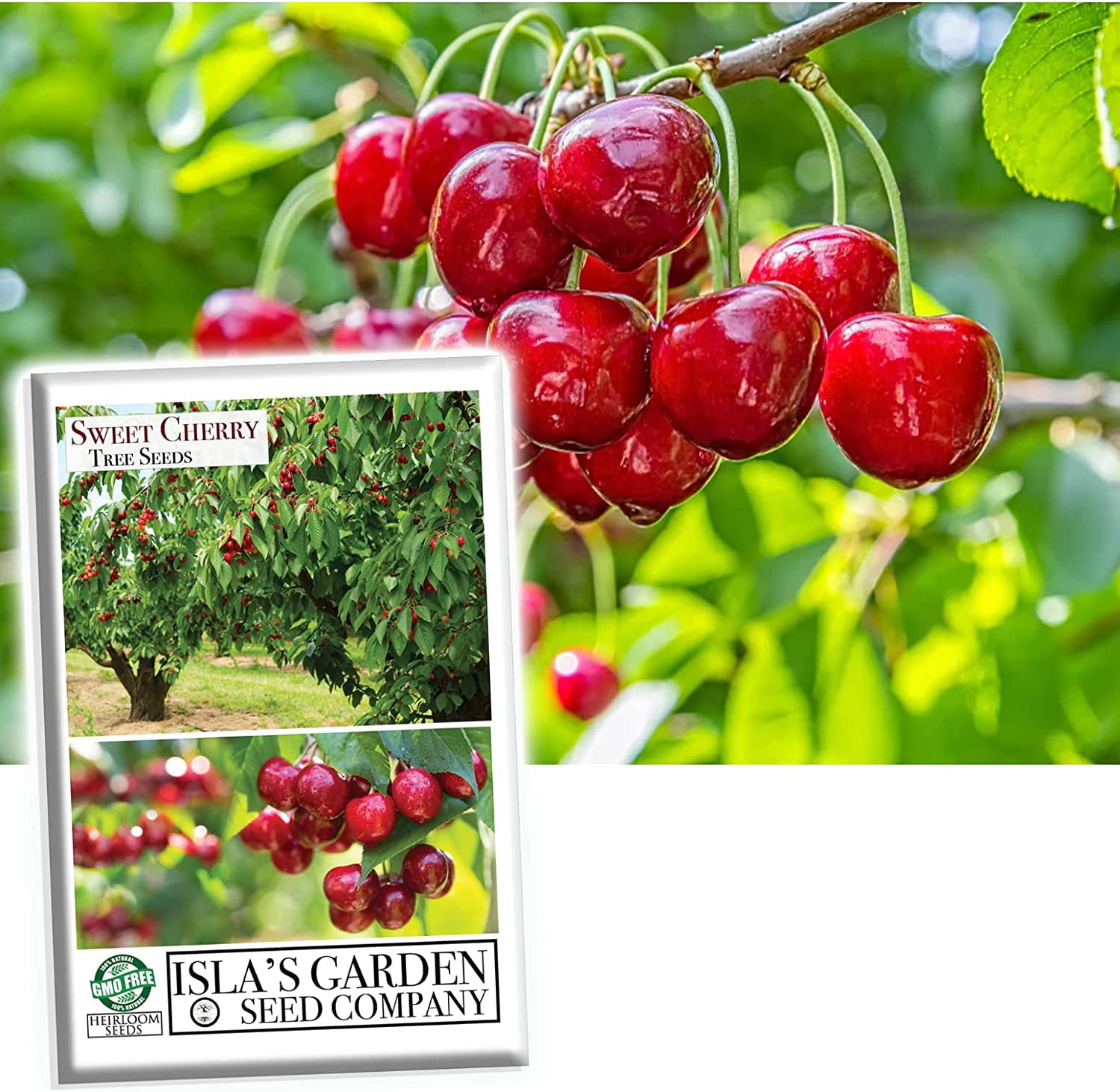 Sweet Cherry Tree Seeds - 20 Non-GMO Heirloom Fruit Seeds, Prunus avium ...