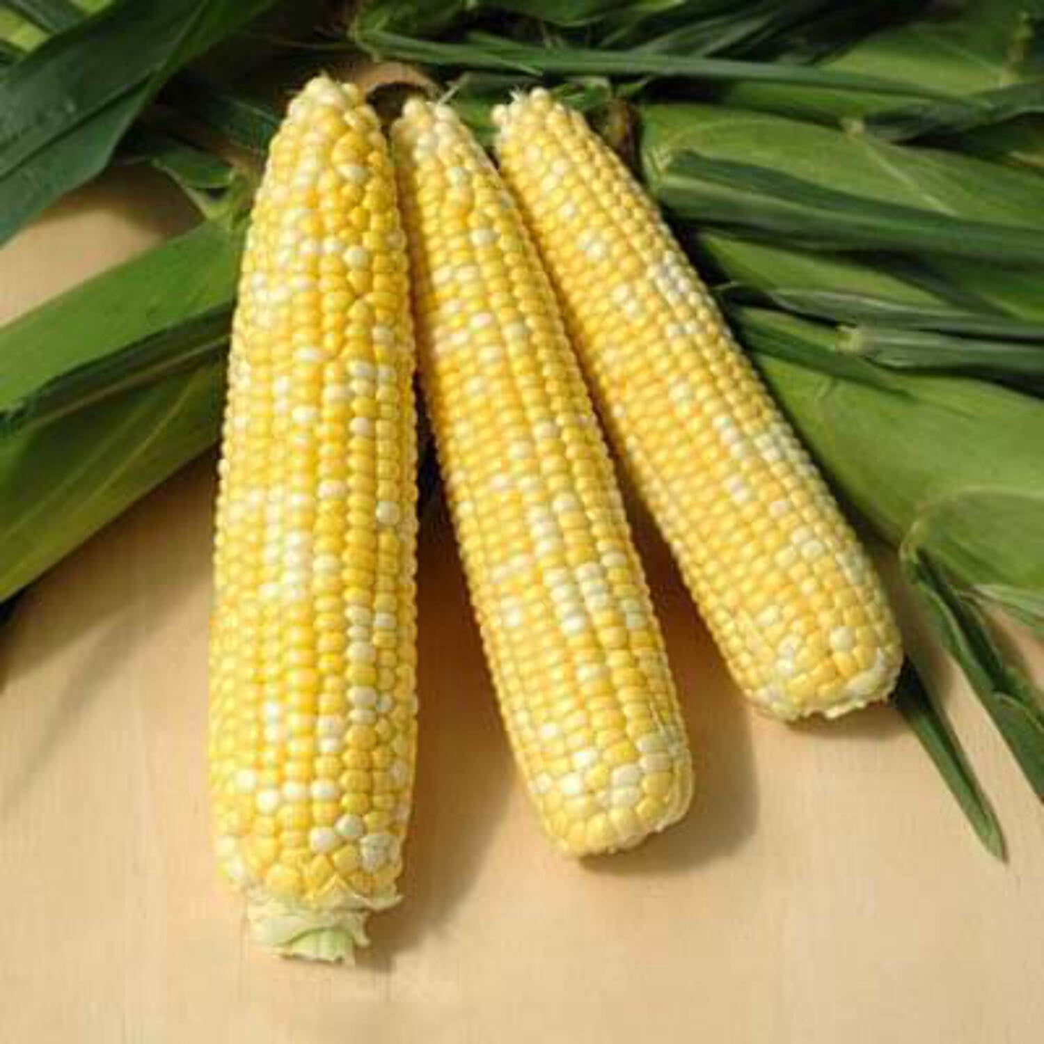 Sweet Corn ACes F1 Seed, Insect Guard Treatment, 100,000 Seeds ...