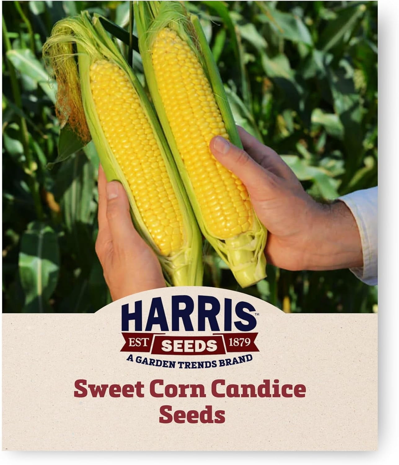 Harris Seeds - Sweet Corn Seeds - Candice F1 Variety Non-GMO Supersweet ...