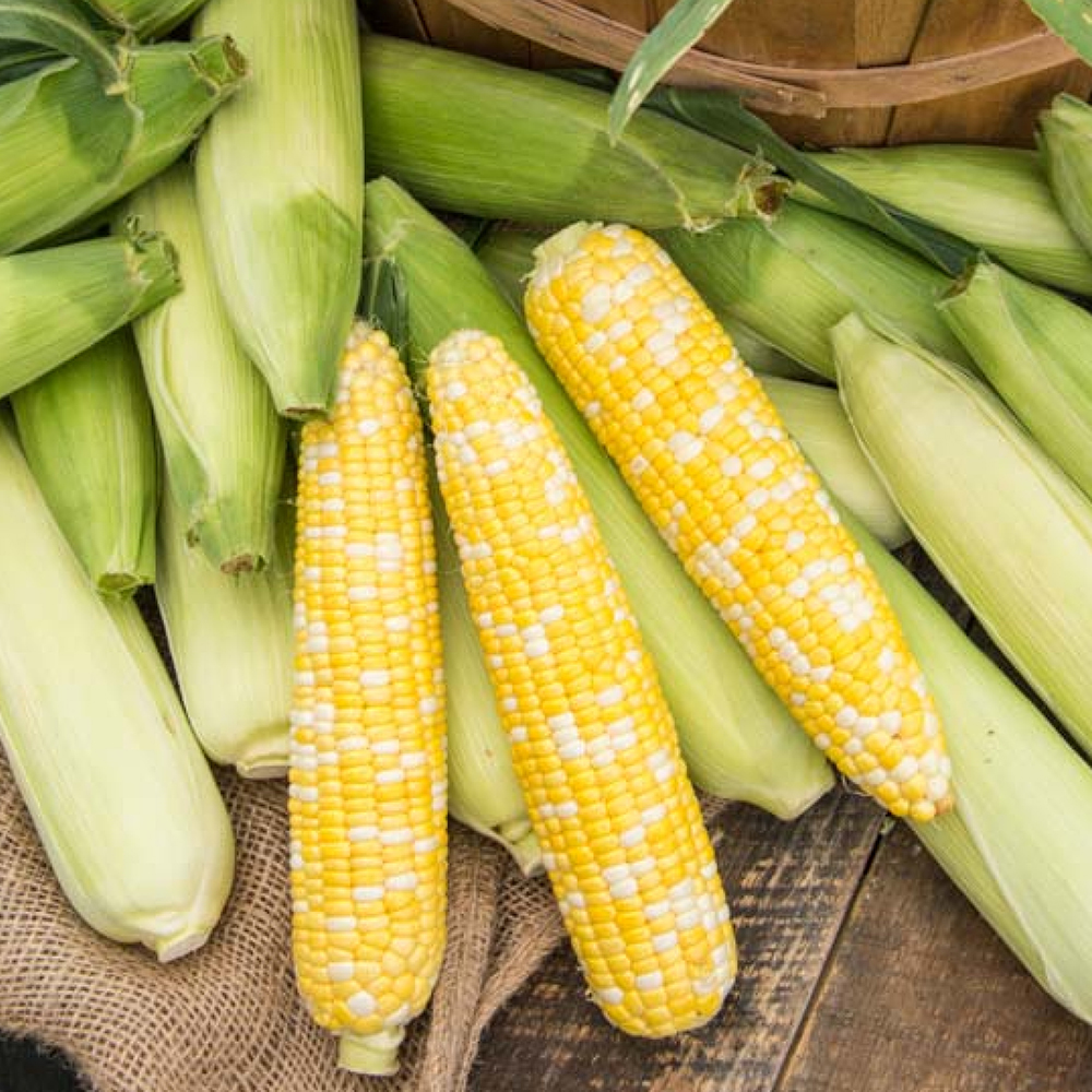 Everwilde Farms - 1 lb Golden Bantam Sweet Corn Seeds - Gold Vault Bulk ...