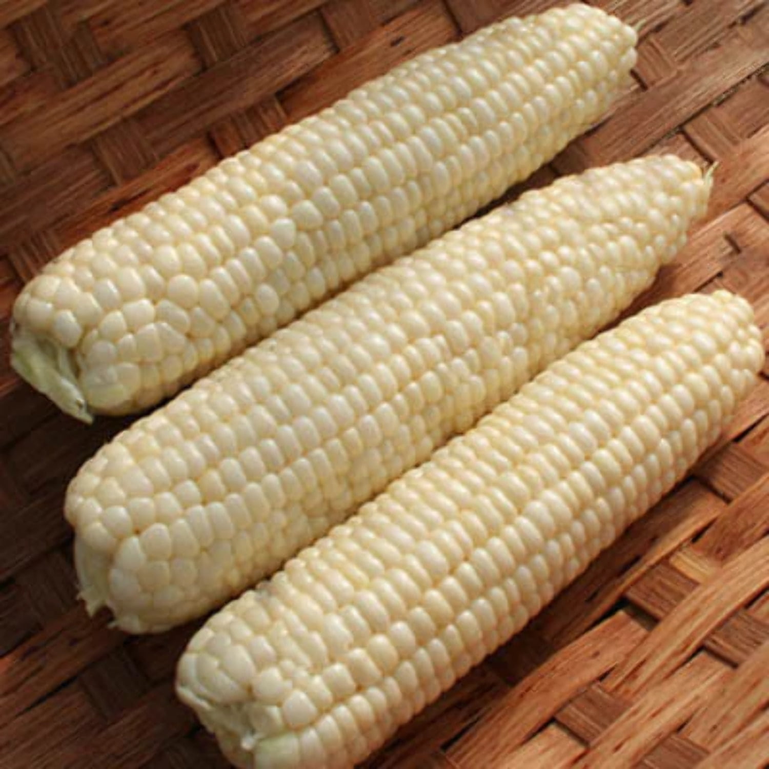 Sweet Corn Illusion F1 Seed, Insect Guard Treatment, 10,000 Seeds ...