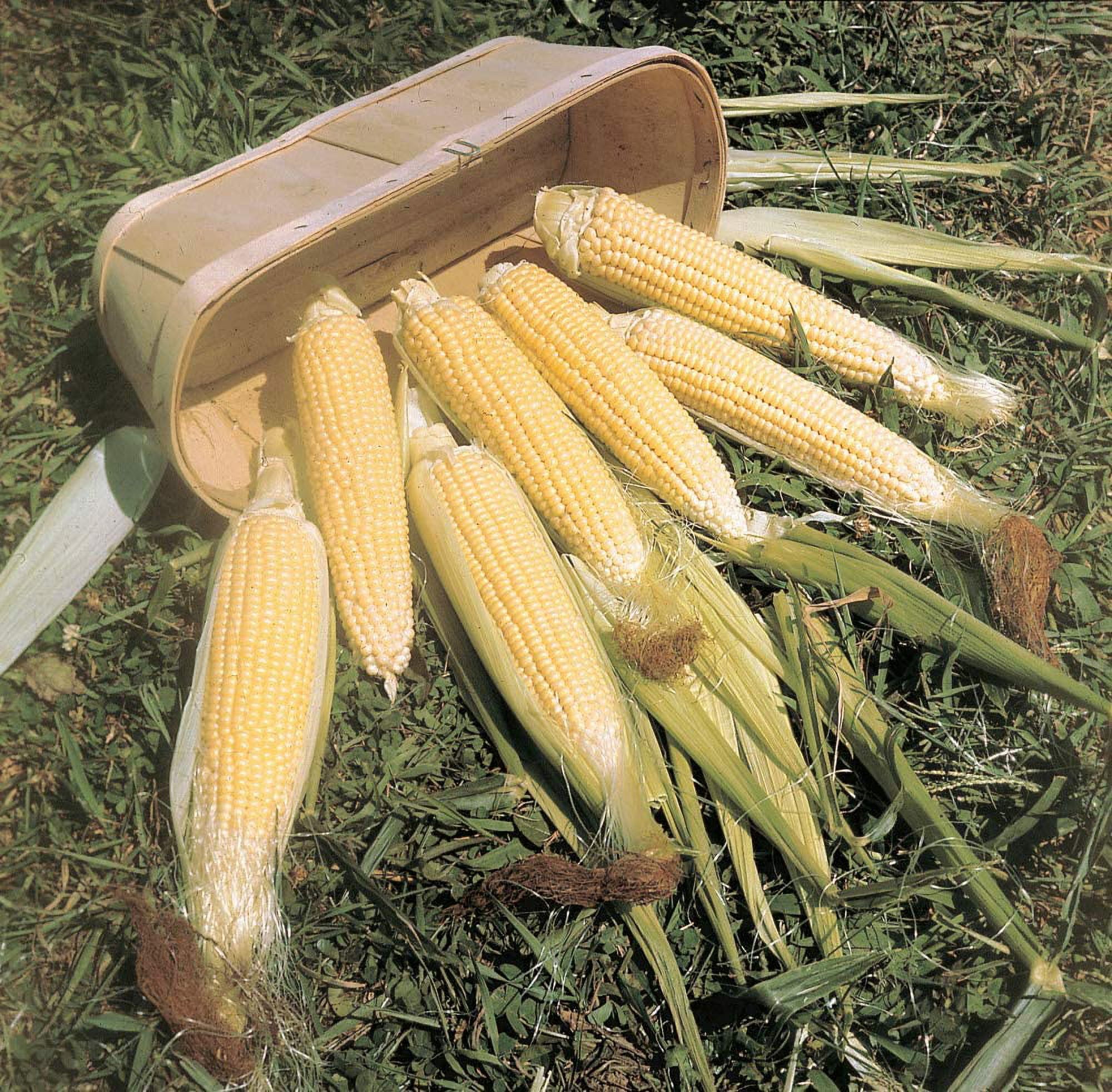 Sweet Corn Kandy Korn Hybrid (250 Seed Packet) - Walmart.com