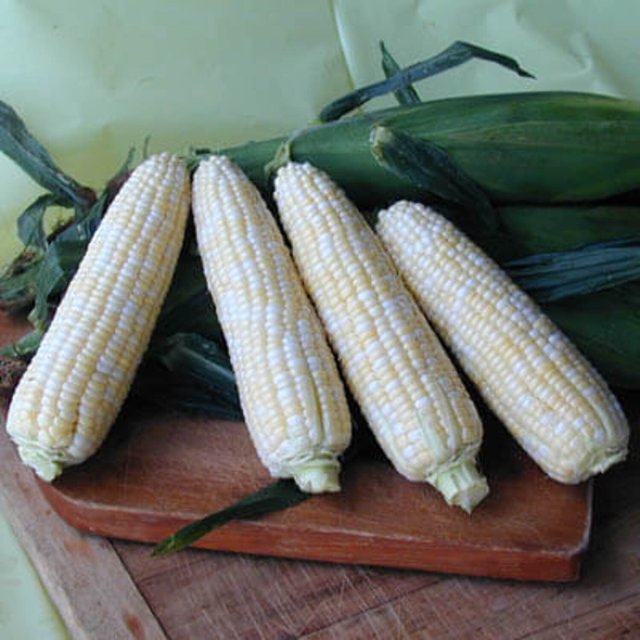 Sweet Corn Luscious F1 Seed, Insect Guard Treatment, 10,000 Seeds ...