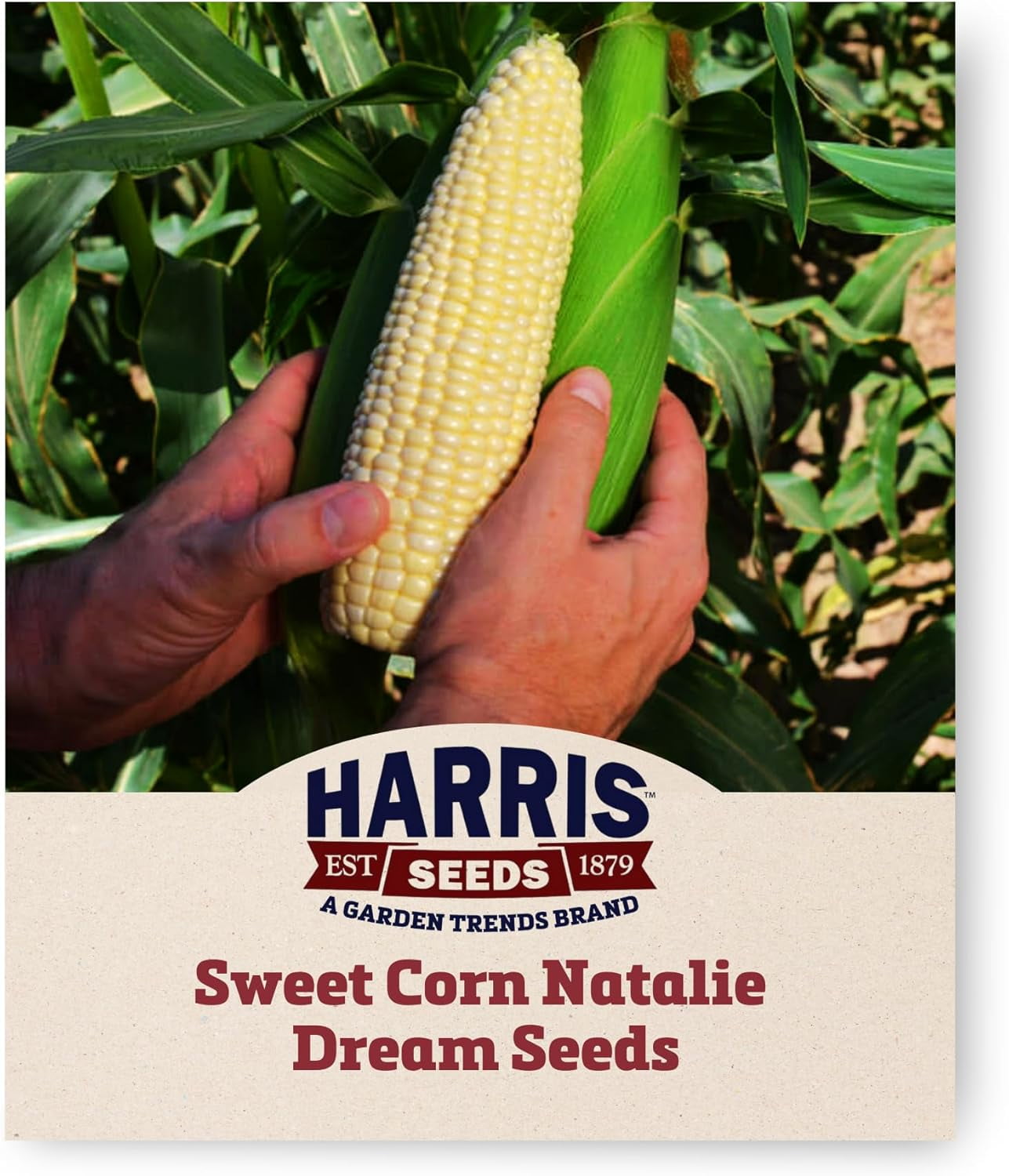 Harris Seeds - Sweet Corn Seeds Natalie Variety White Kernels Color ...
