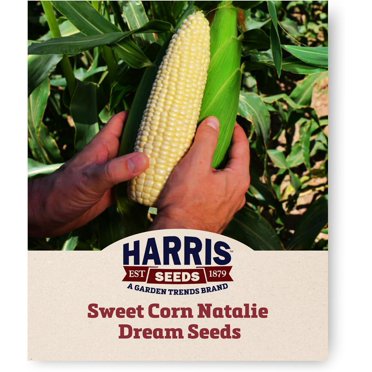 Pepper Seeds - Sweet Sunset Variety Pepper Seeds - Non-GMO - 50 Seeds ...