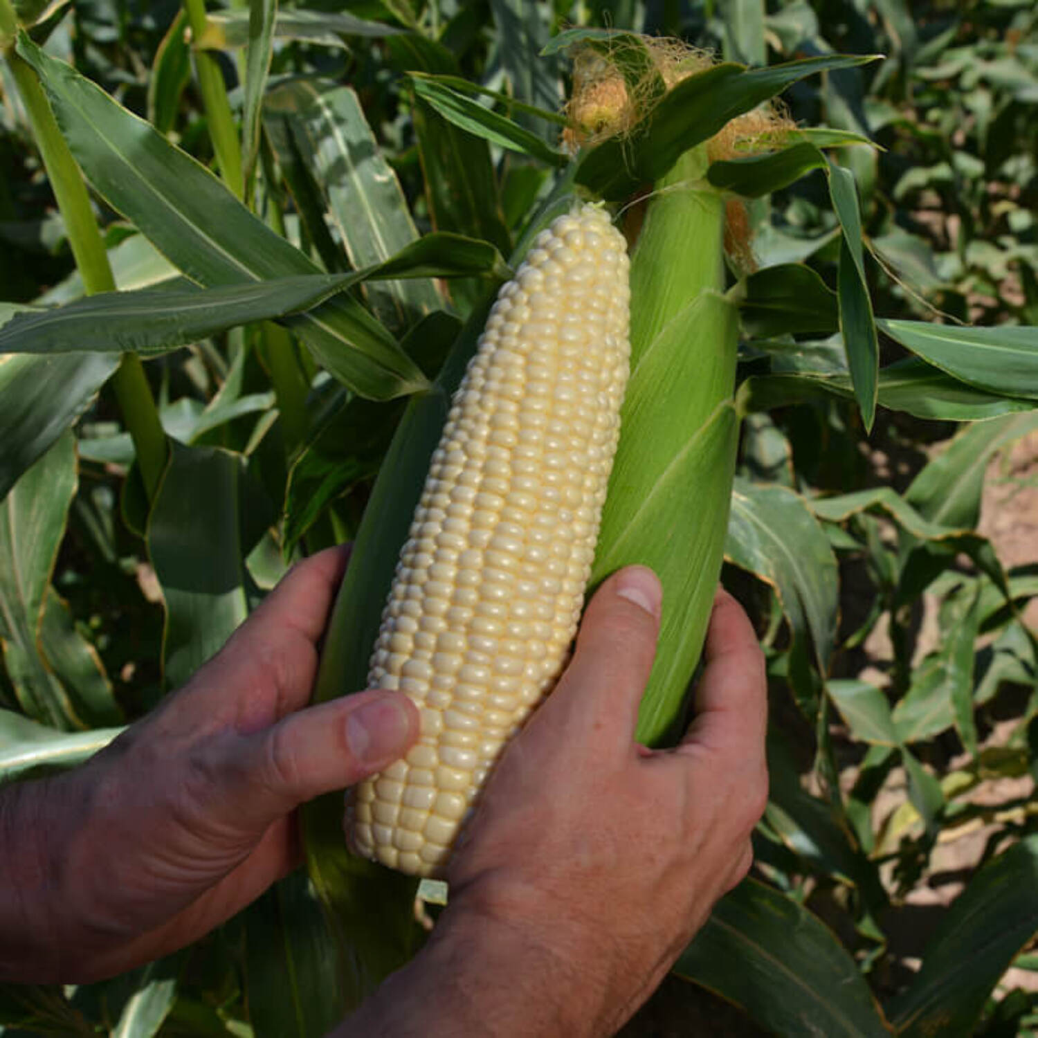 Sweet Corn Natalie F1 Seed - Walmart.com