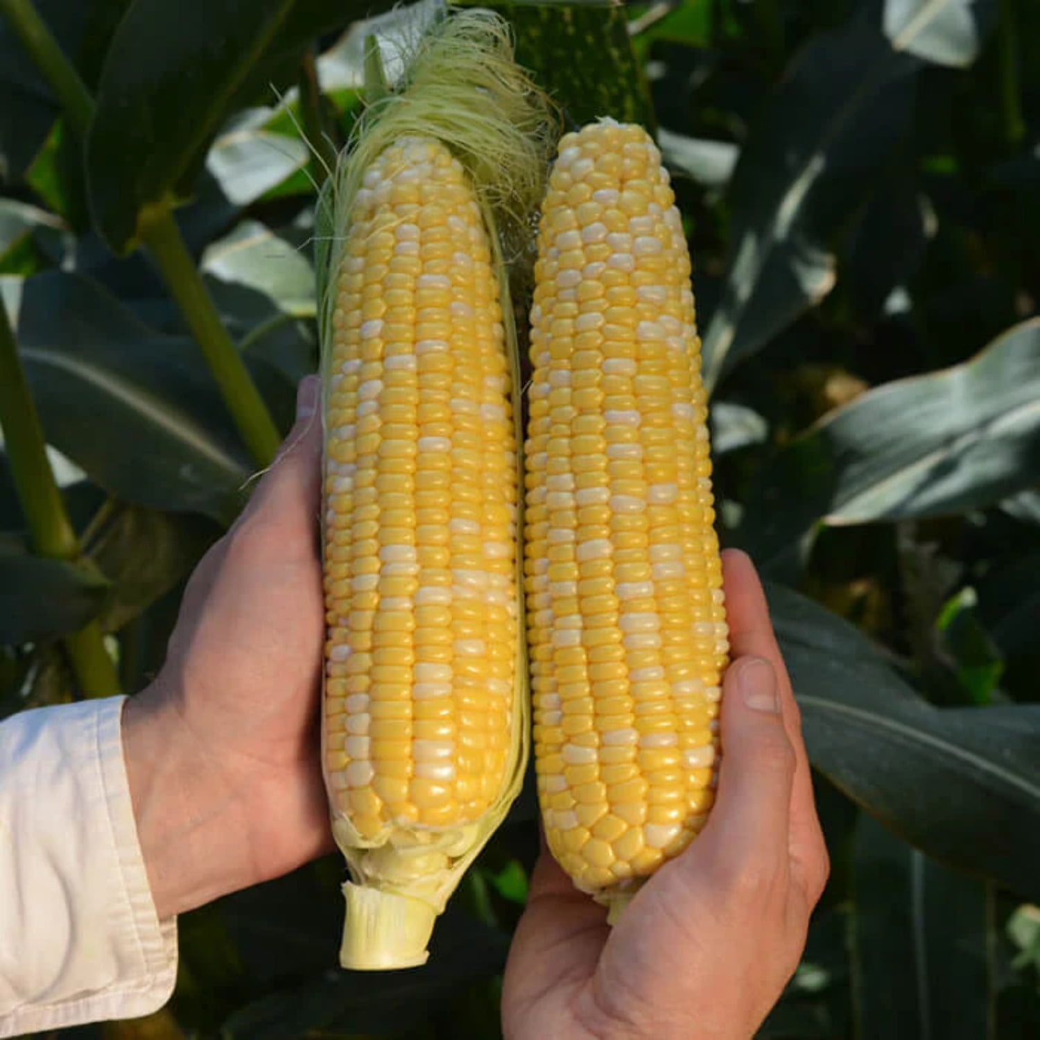 Sweet Corn Rosie F1 Seed - Walmart.com