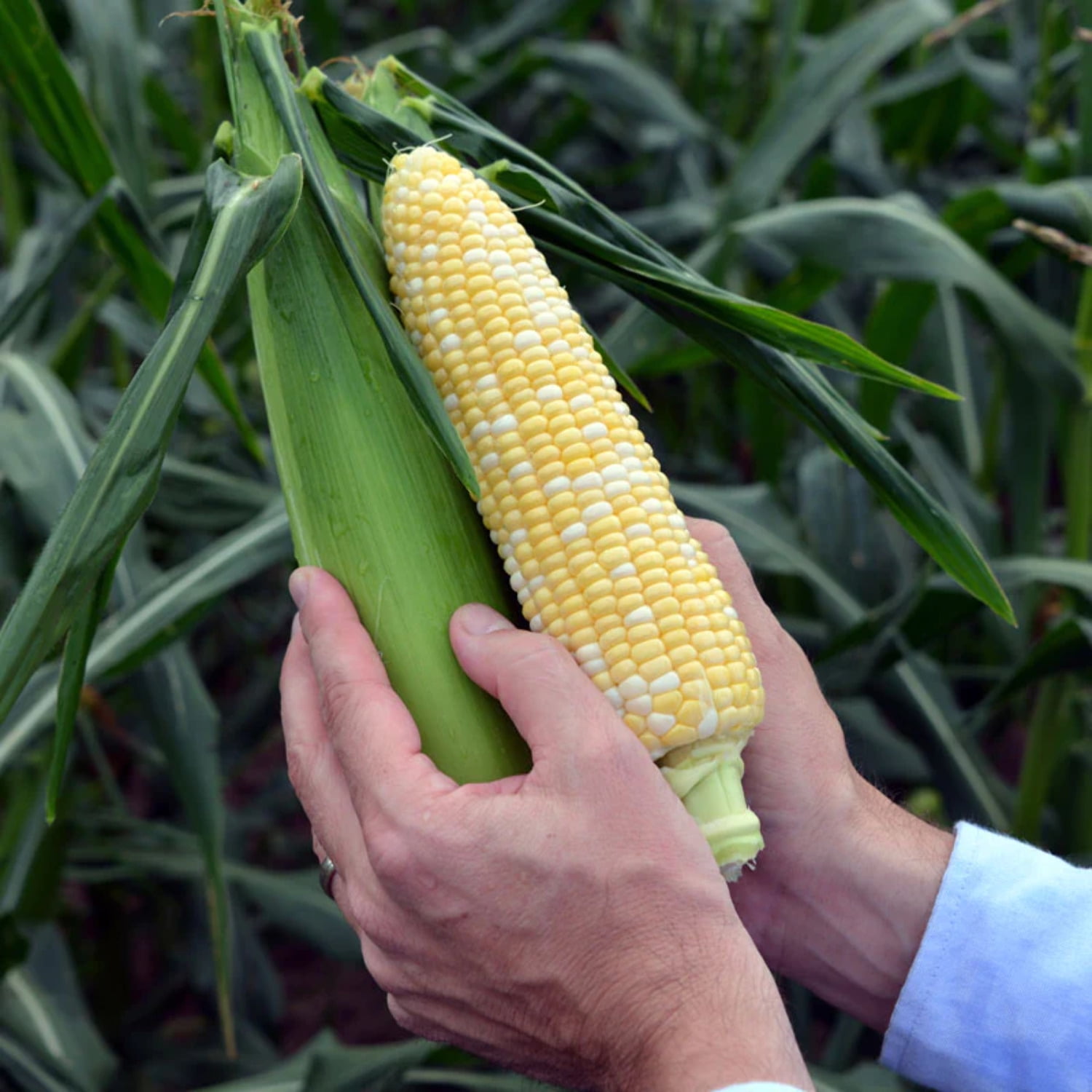 Corn Seeds For Planting