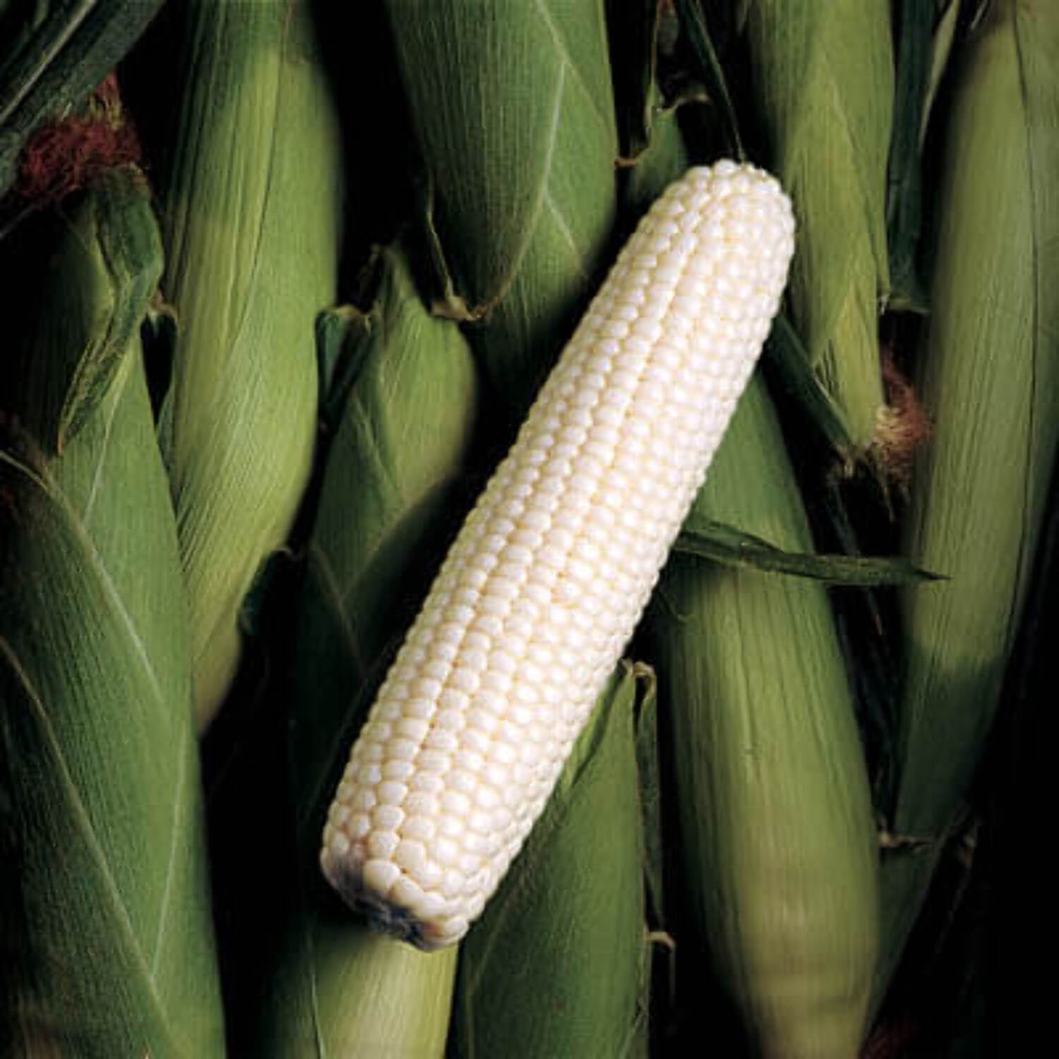 Sweet Corn Silver King F1 Seed - Walmart.com