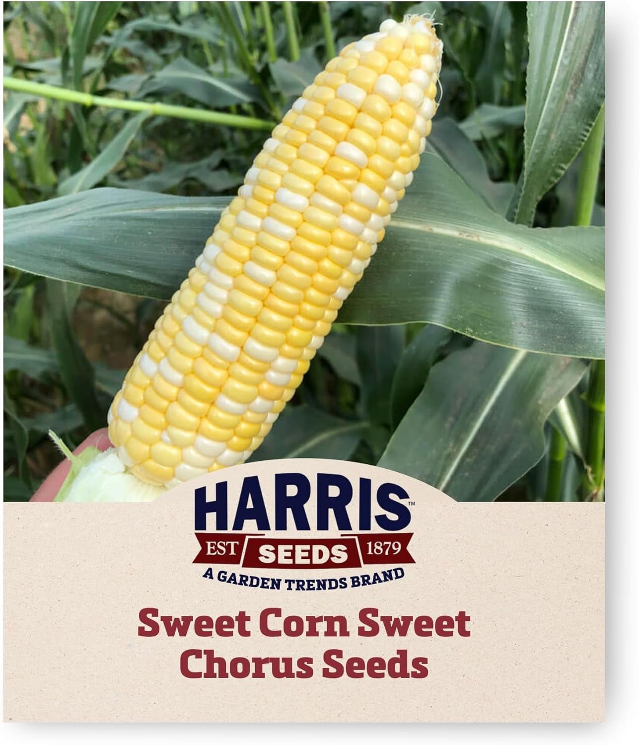 Harris Seeds Sweet Corn Chorus F1 Non-GMO - 1000 Seeds - Walmart ...