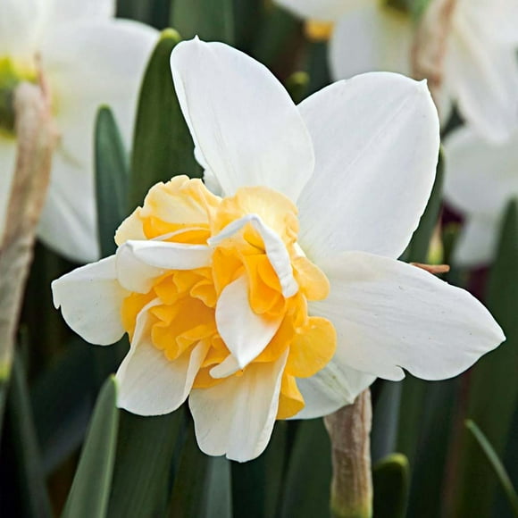 Daffodil Bulbs in Plant Bulbs - Walmart.com