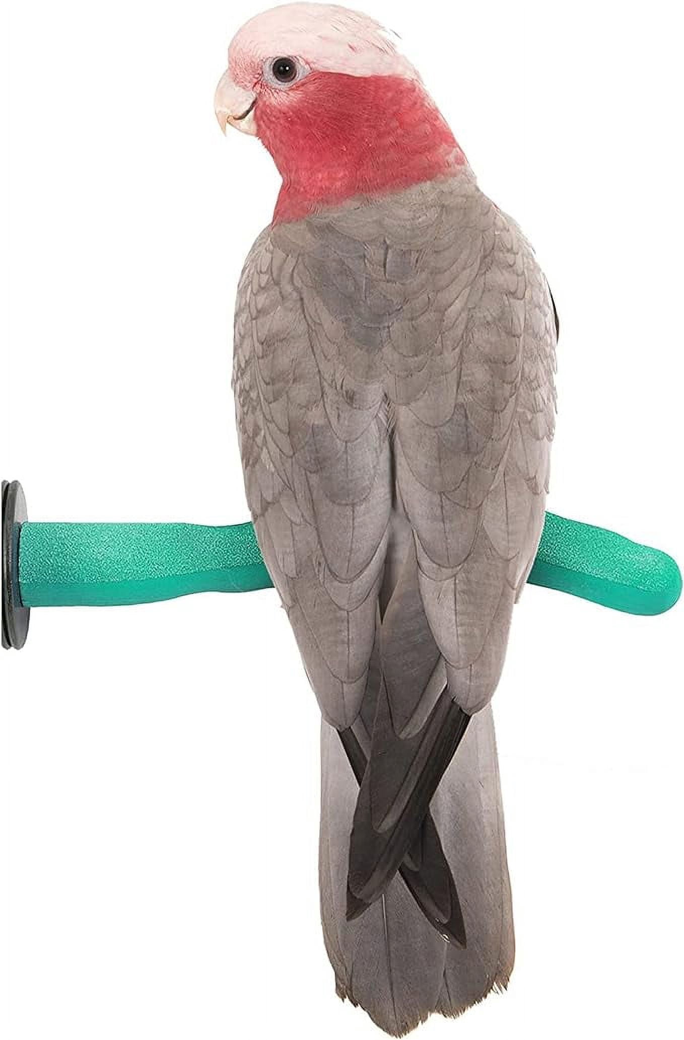 Sweet Feet and Beak Safety Pumice Perch Bird Toy - Trims Nails and Beak ...