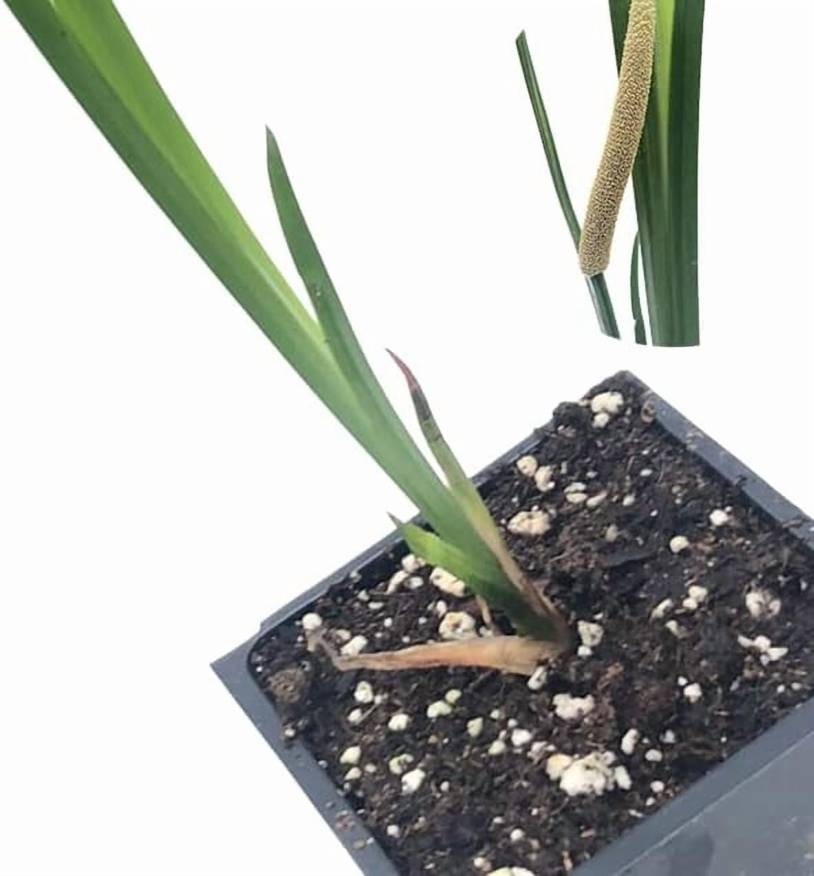 Sweet Flag (Acorus americanus, A. calamus var. americanus) Organic ...