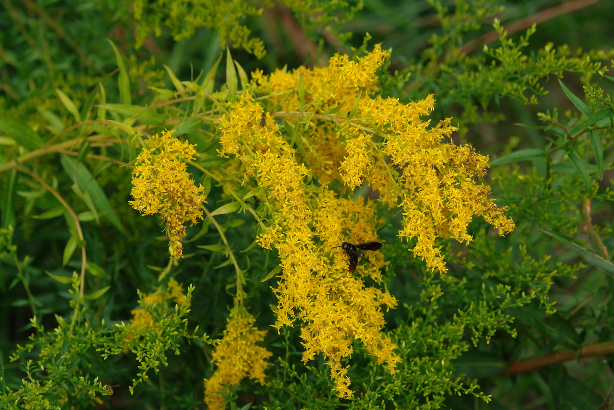Sweet Goldenrod - Walmart.com