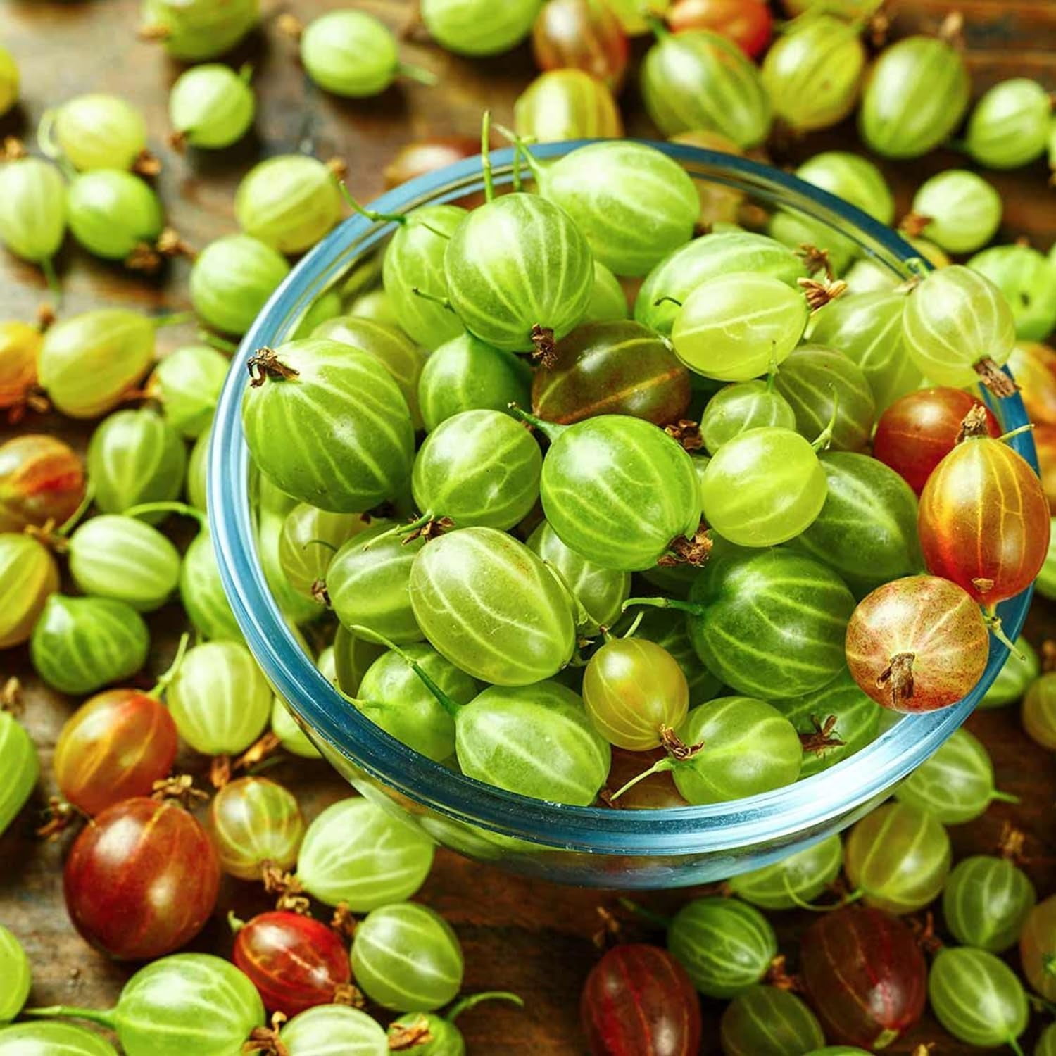 CZ Grain Sweet Gooseberry Bush Live Plant, Well Rooted Edible Green ...