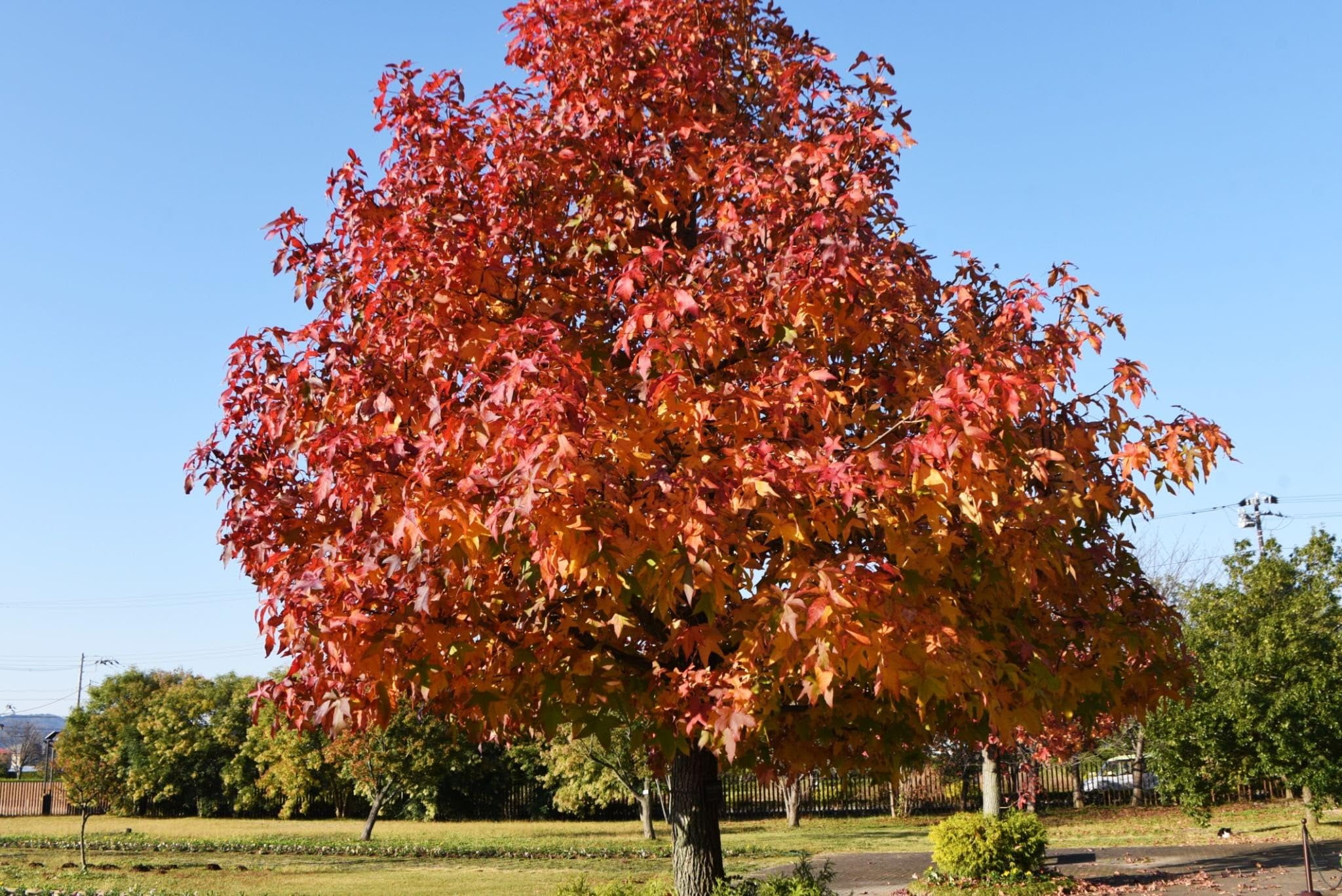 Sweet Gum Tree Seedlings for Planting - Attractive and Hardy Trees (1 ...