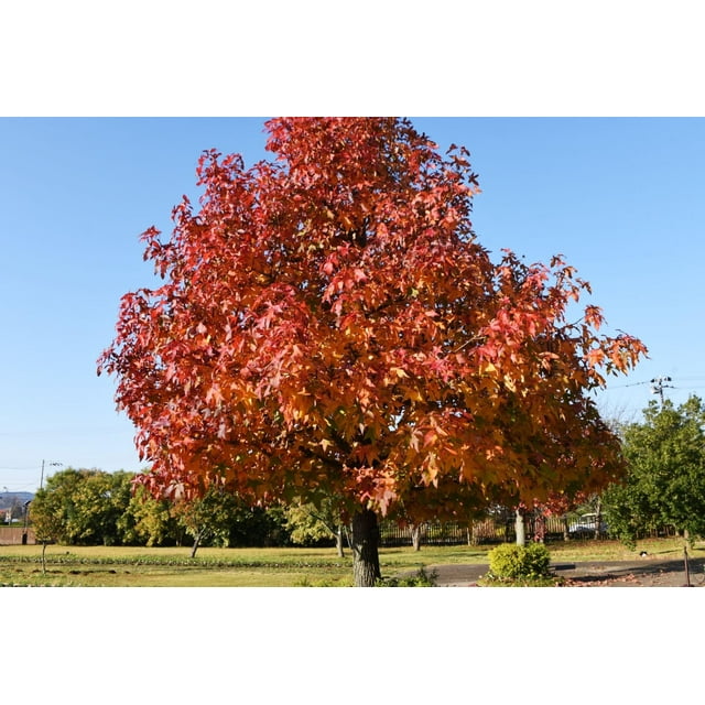 Sweet Gum Tree Seedlings for Planting - Attractive and Hardy Trees (3 ...