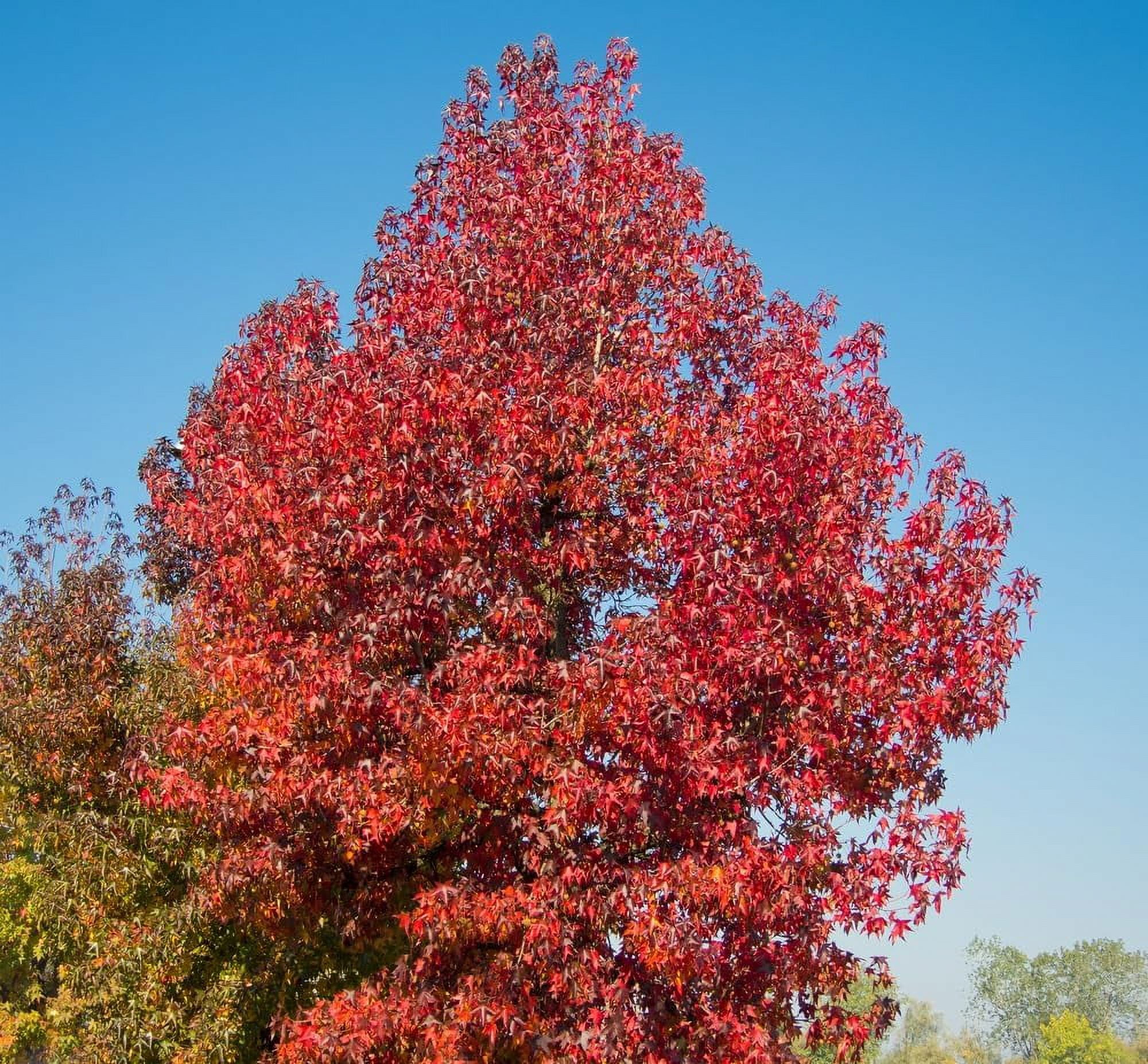 Sweet Gum Tree Seedlings for Planting - No Ship to California (1 ...