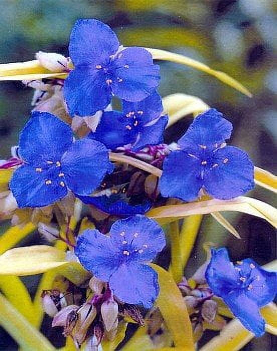Sweet Kate Blue & Gold Spiderwort - Tradescantia - Gallon Pot - Walmart.com