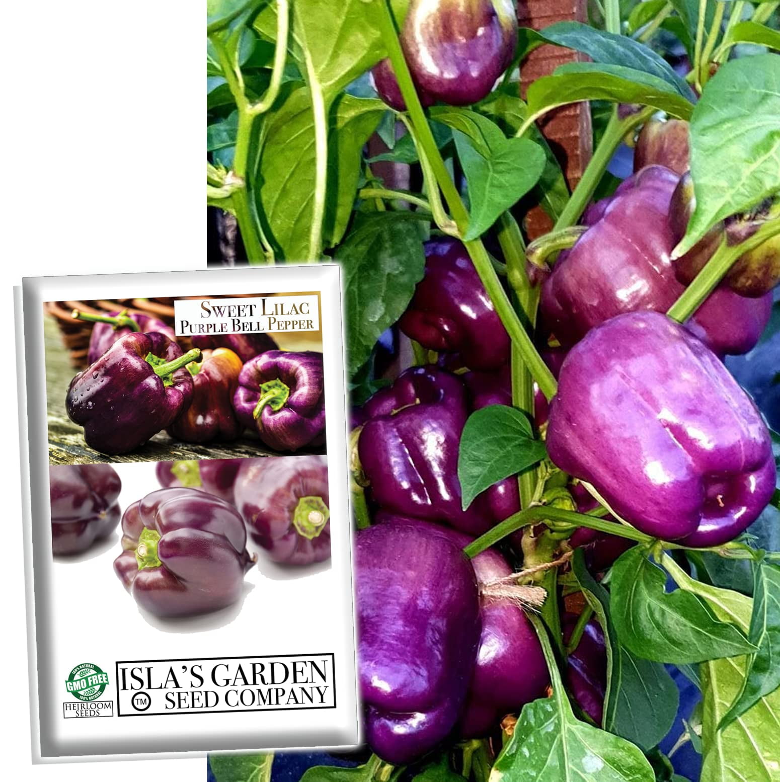 Sweet Lilac Purple Bell Pepper Seeds for MHD1Planting, 50+ Heirloom ...