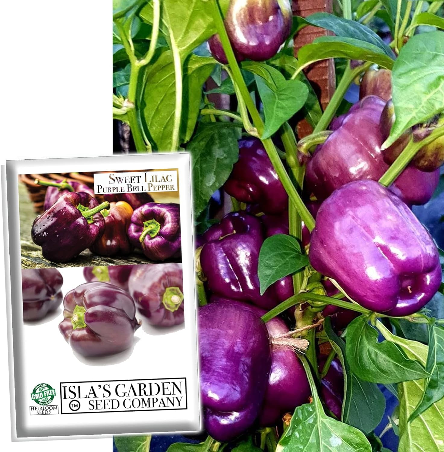 Sweet Lilac Purple Bell Pepper Seeds for Planting, 50+ Heirloom Seeds ...