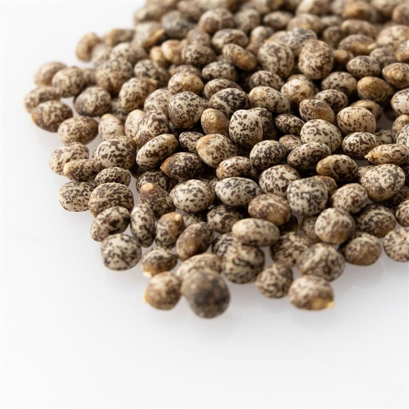 Sweet Lupine Moonshine Seeds 1 Lb ~4,640 Seeds – Non-GMO, Heirloom ...