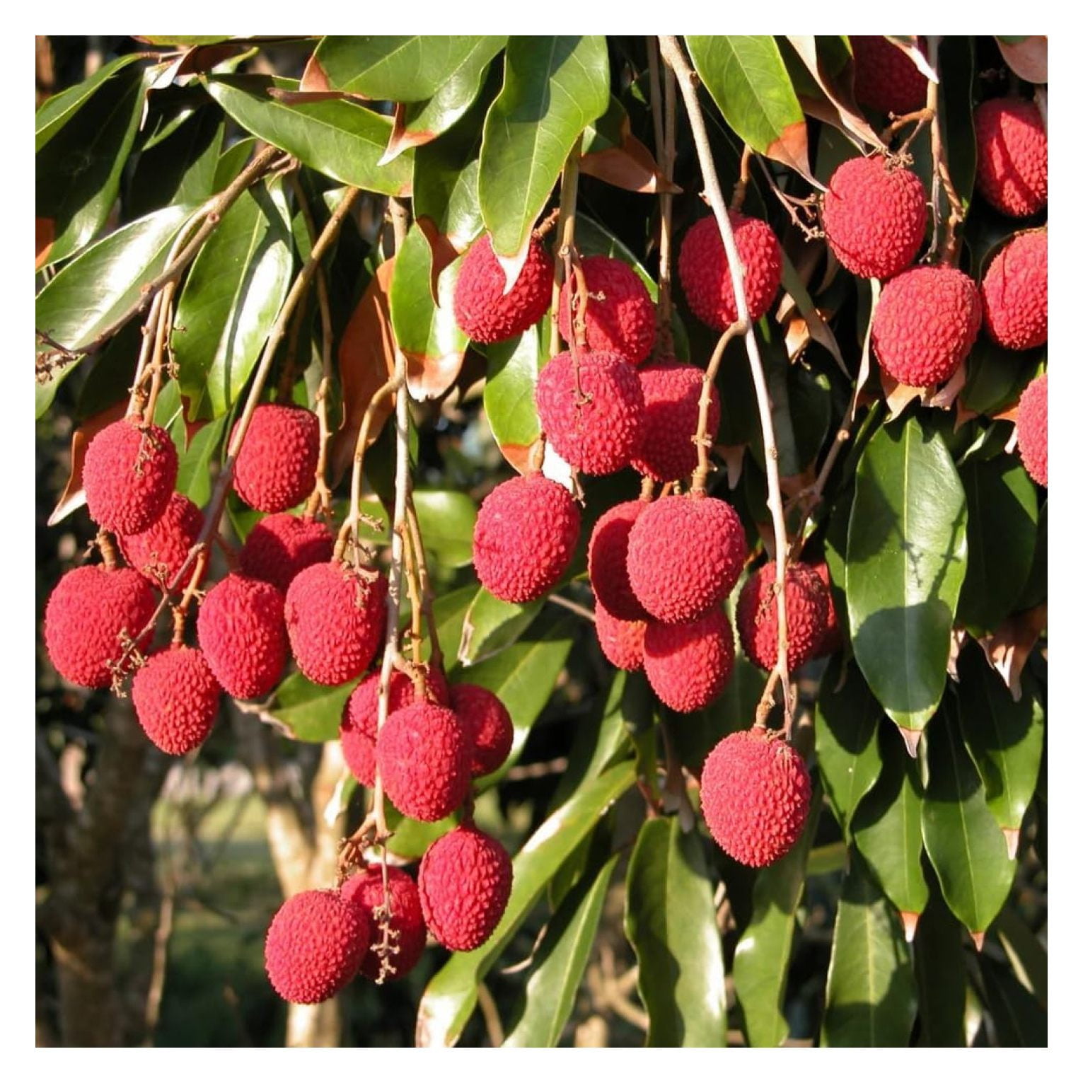 Sweet Lychee Tree Live Plant - Lychee Plant for Growing Well Outdoor 5 ...