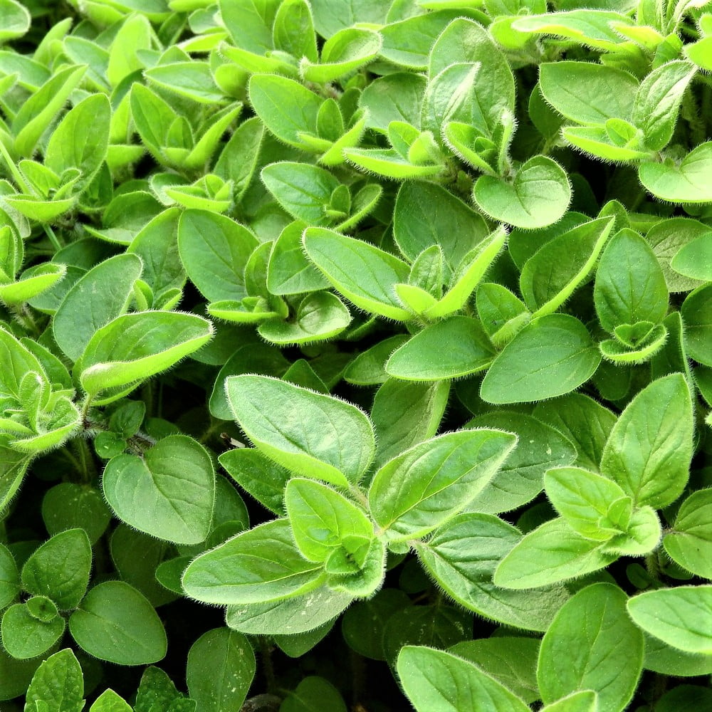 Sweet Marjoram Herb Seeds - 500 Count Seed Pack - a Cold-Sensitive ...