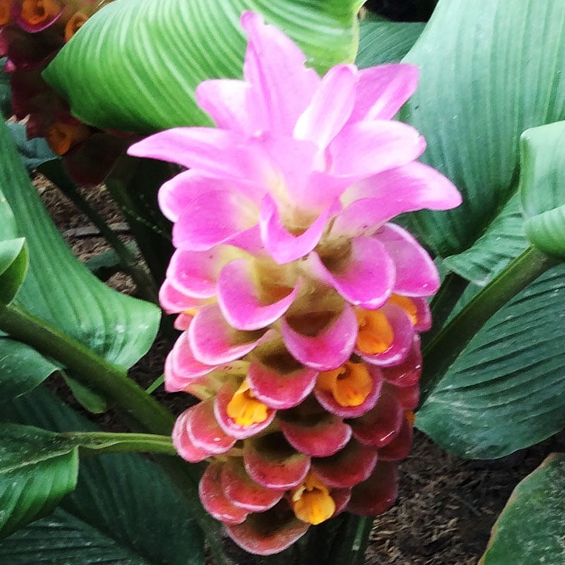 Sweet Memory Curcuma Flower Bulb - Deer Resistant - Good as Cut Flowers ...
