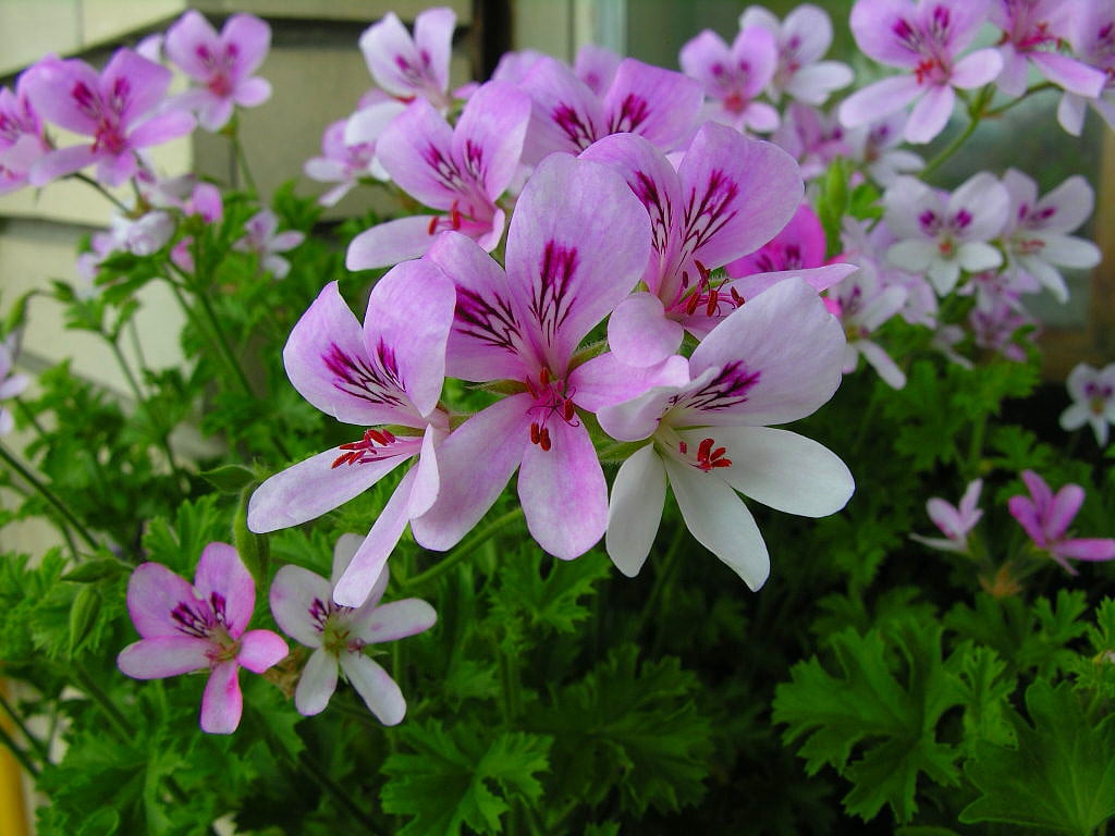 Sweet Mimosa Scented Leaf Geranium - Sweet Fragrance - Inside/Out ...