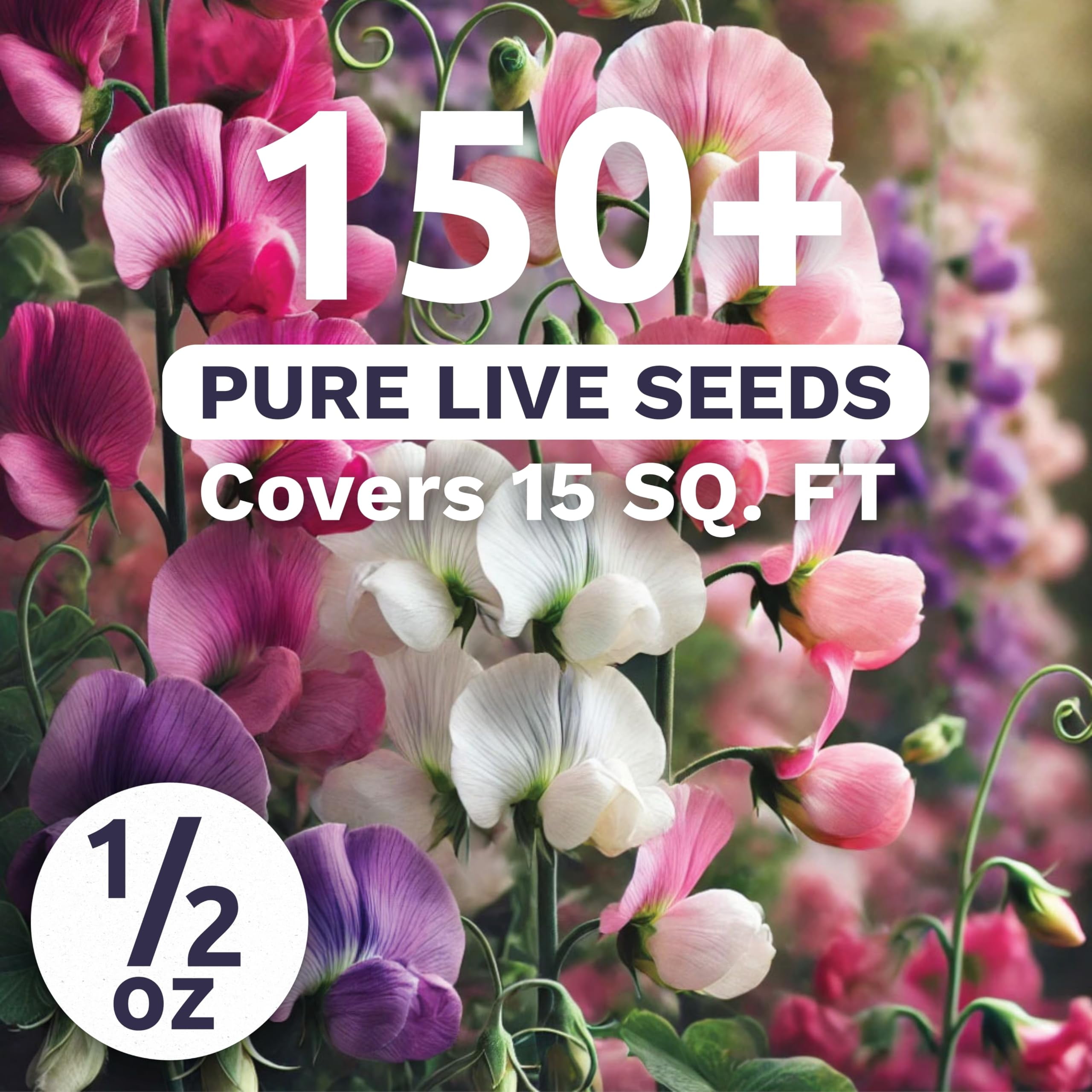 Sweet Pea Knee High - Large 1/2 H2FSDOunce Packet - 150 Flower Seeds ...
