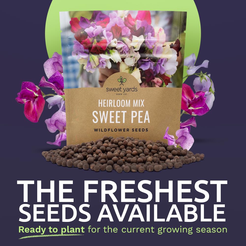 Sweet Pea Seeds Heirloom Mix - Bulk H2FSD1 Ounce Packet - Over 350 ...