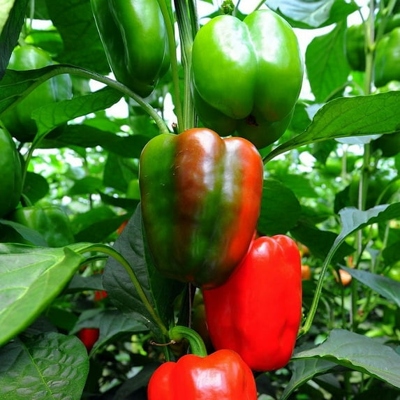 Sweet Pepper Seeds (Organic) - California Wonder - Packet - Vegetable ...