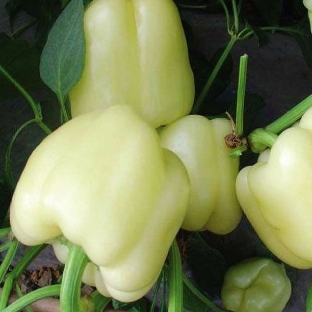 Sweet Pepper Seeds - White Bell - Packet - Vegetable Seeds, Heirloom ...
