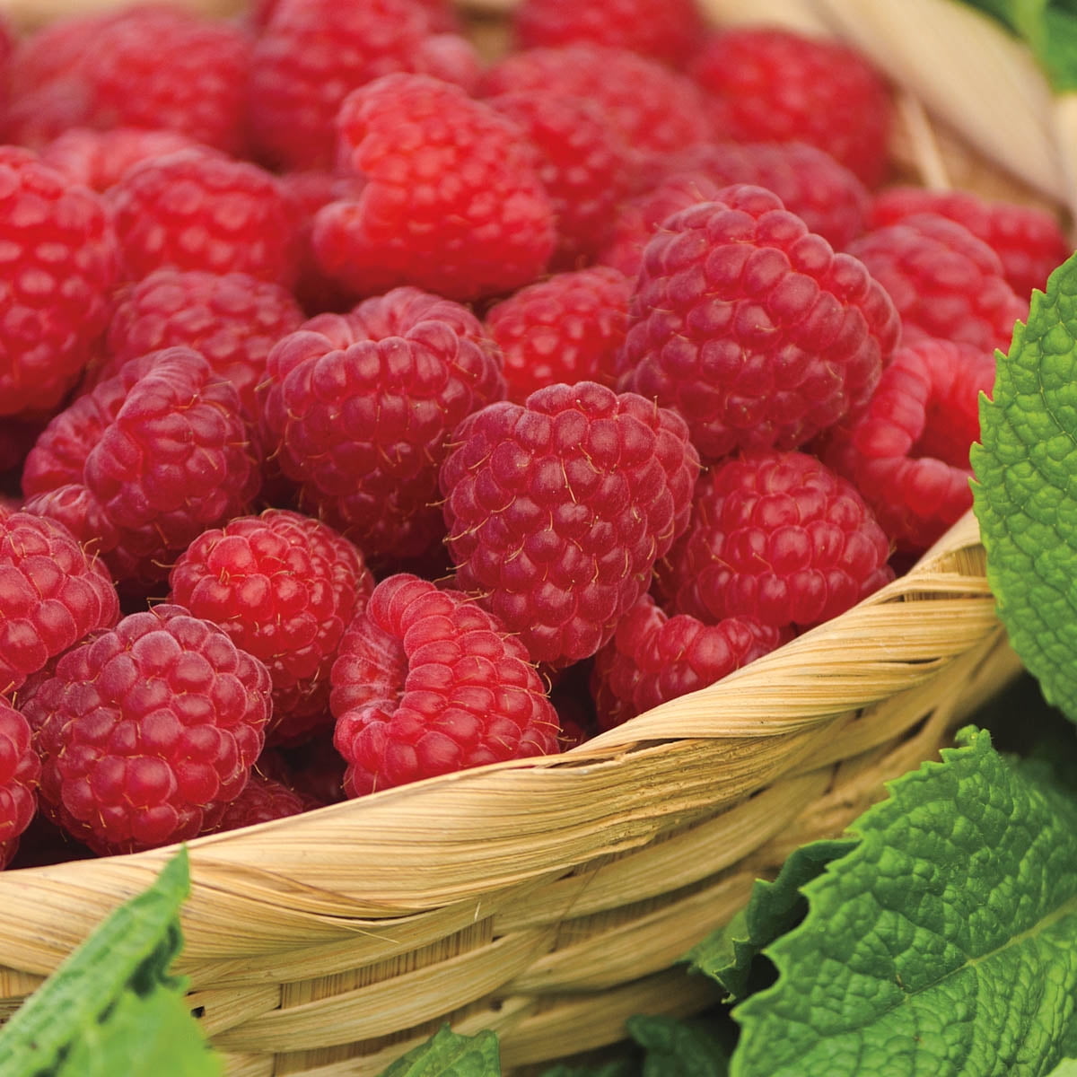 Sweet Repeat Red Raspberry Bush Dormant Bare Root Fruit Bearing Starter ...