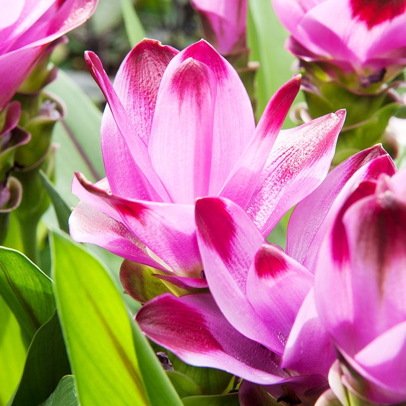 Sweet Rosy Curcuma Flower Bulb - Deer Resistant - Good as Cut Flowers ...