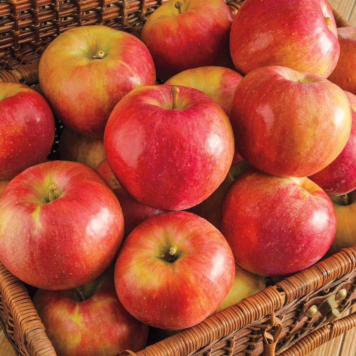 Sweet Sixteen Apple Standard Dormant Bare Root Starter Fruit Tree, 1 ...