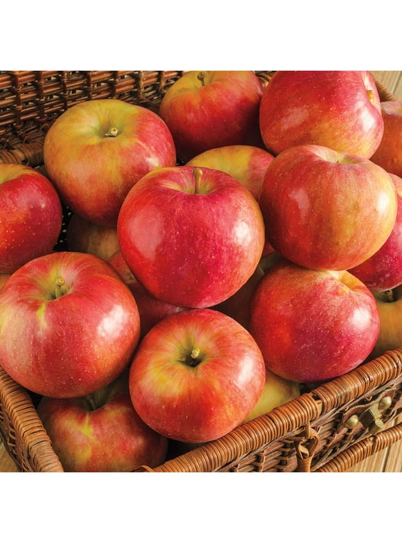 Fruit Trees in Trees - Walmart.com