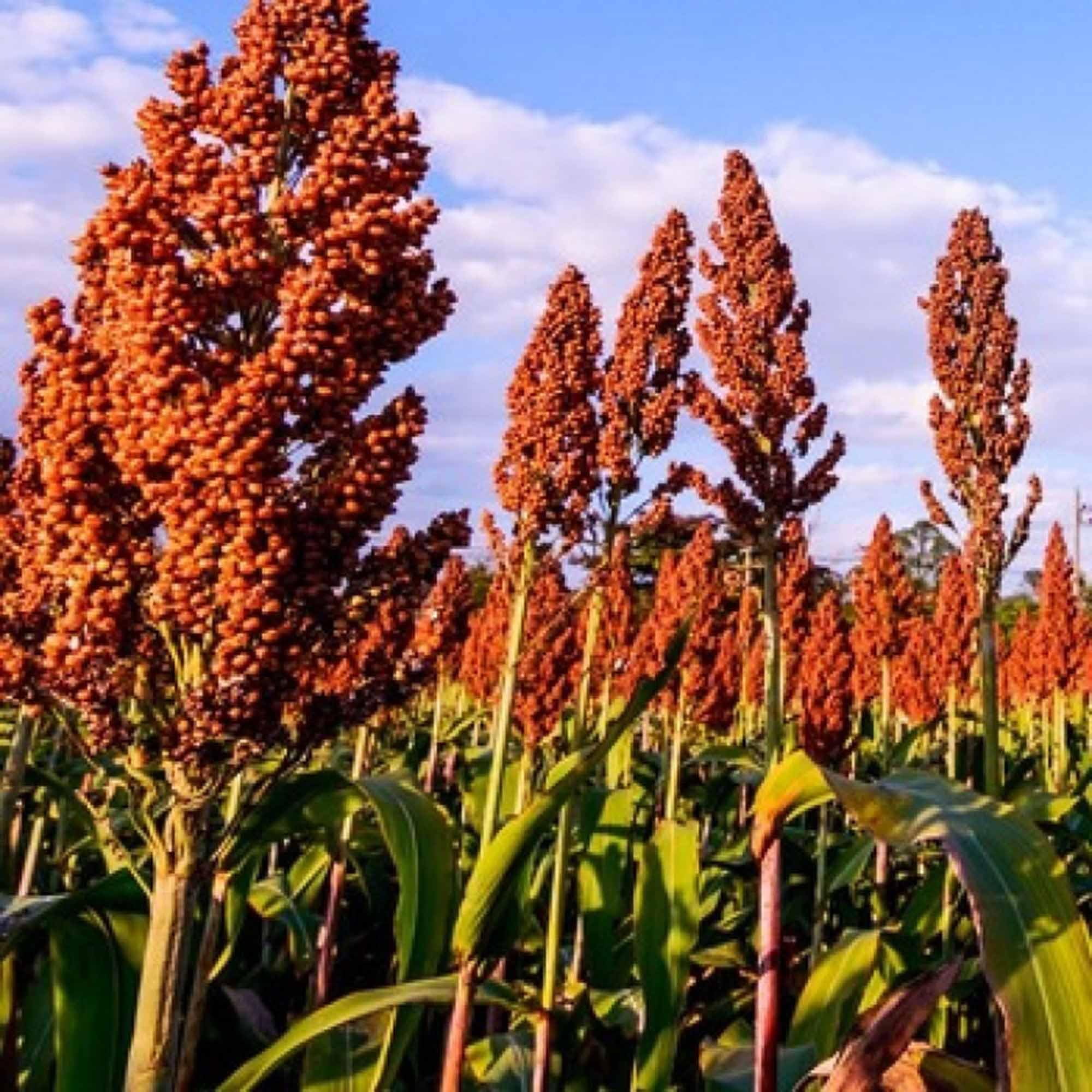 Sweet Sugar Cane Sorghum DHF10 300 Seeds - Non-GMO Vegetable Seeds for ...