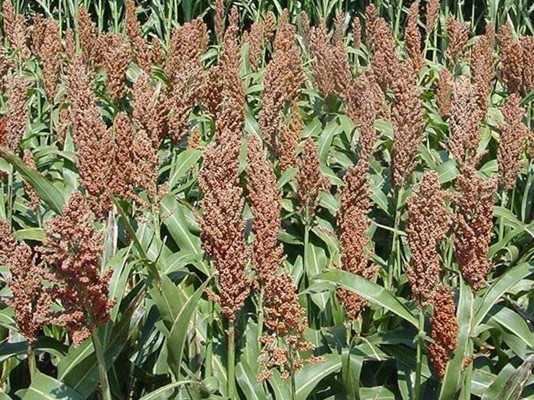 Sweet Sugar DRIP Sorghum Seeds - Makes a Sweet Syrup MMmmmmmm.It's Good ...