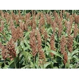 Sweet Sugar DRIP Sorghum Seeds - Makes a Sweet Syrup MMmmmmmm.It's Good ...