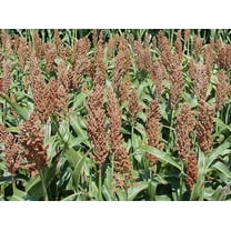 Non-GMO Heirloom Sweet Sugar Cane Sorghum Seeds by CZ Grain (3 Packets ...