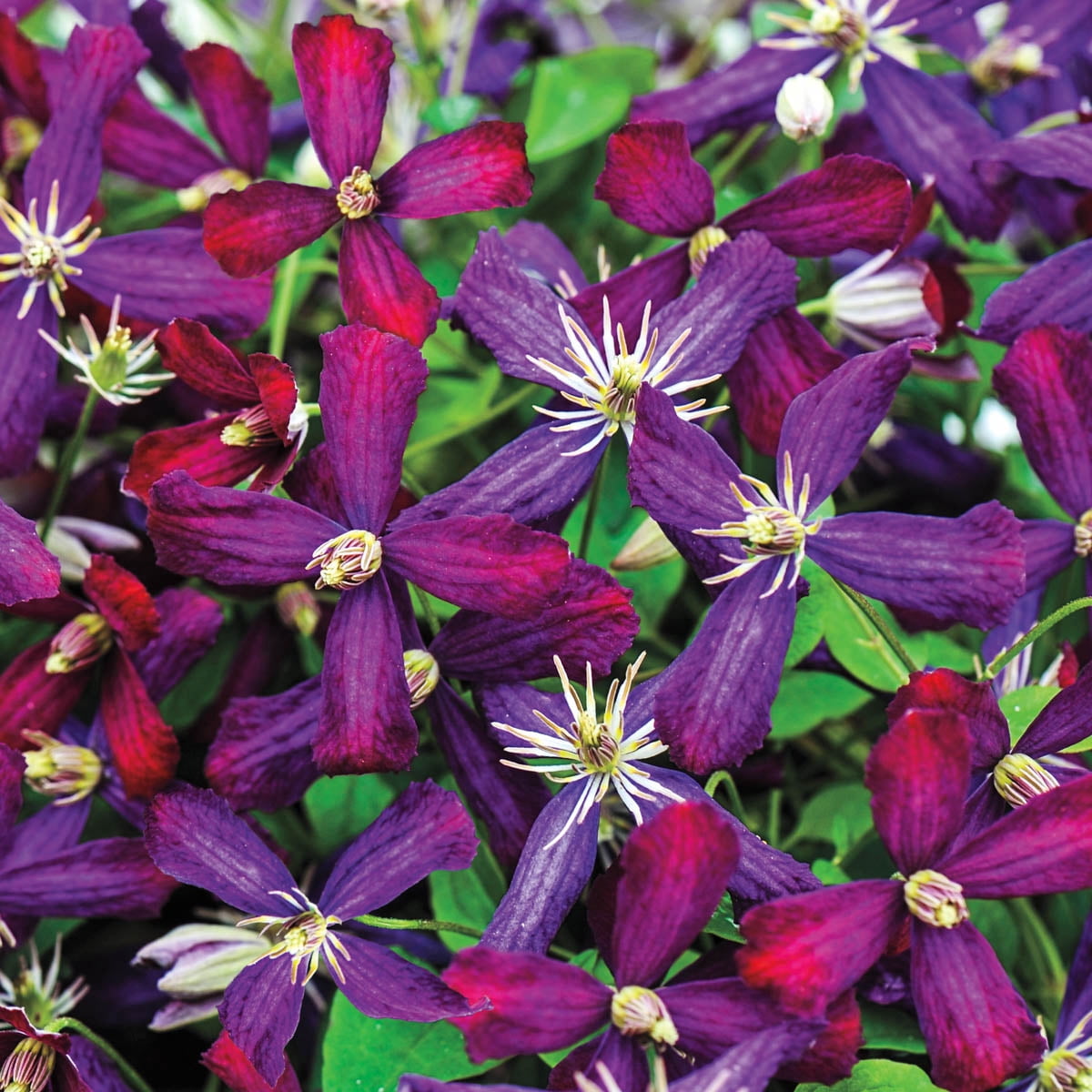 Sweet Summer Love Clematis Vine - Fragrant Red Flowers, Bare Root ...