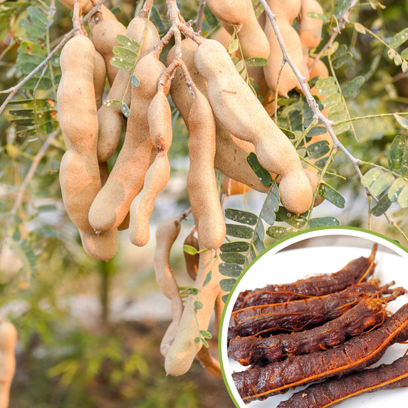 Sweet Tamarind Plant Live, Tamarind Tree, Perennial Tamarind Fruit Tree ...