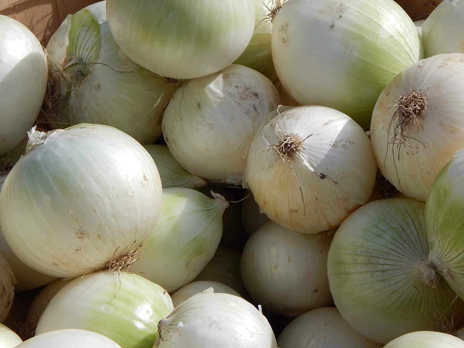 Sweet White Spanish Onion Seeds/ Annual/ Full Sun/ 7K Seeds 1 oz ...
