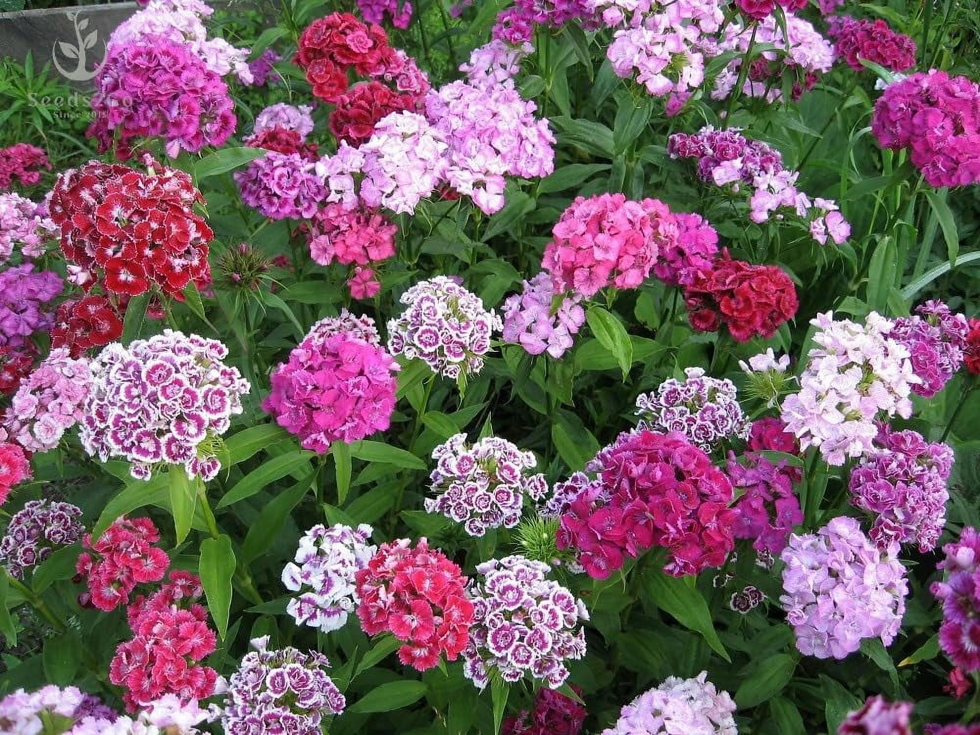 Sweet William Dianthus, Double Choice Mix, MVR1 Pack of 10,000 Seeds by ...