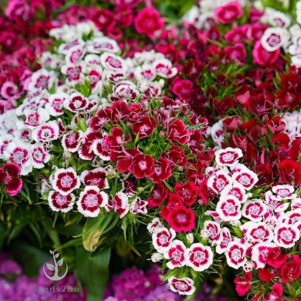 Sweet William Dianthus, Double Choice Mix, Pack H2FSDof 10,000 Seeds by ...
