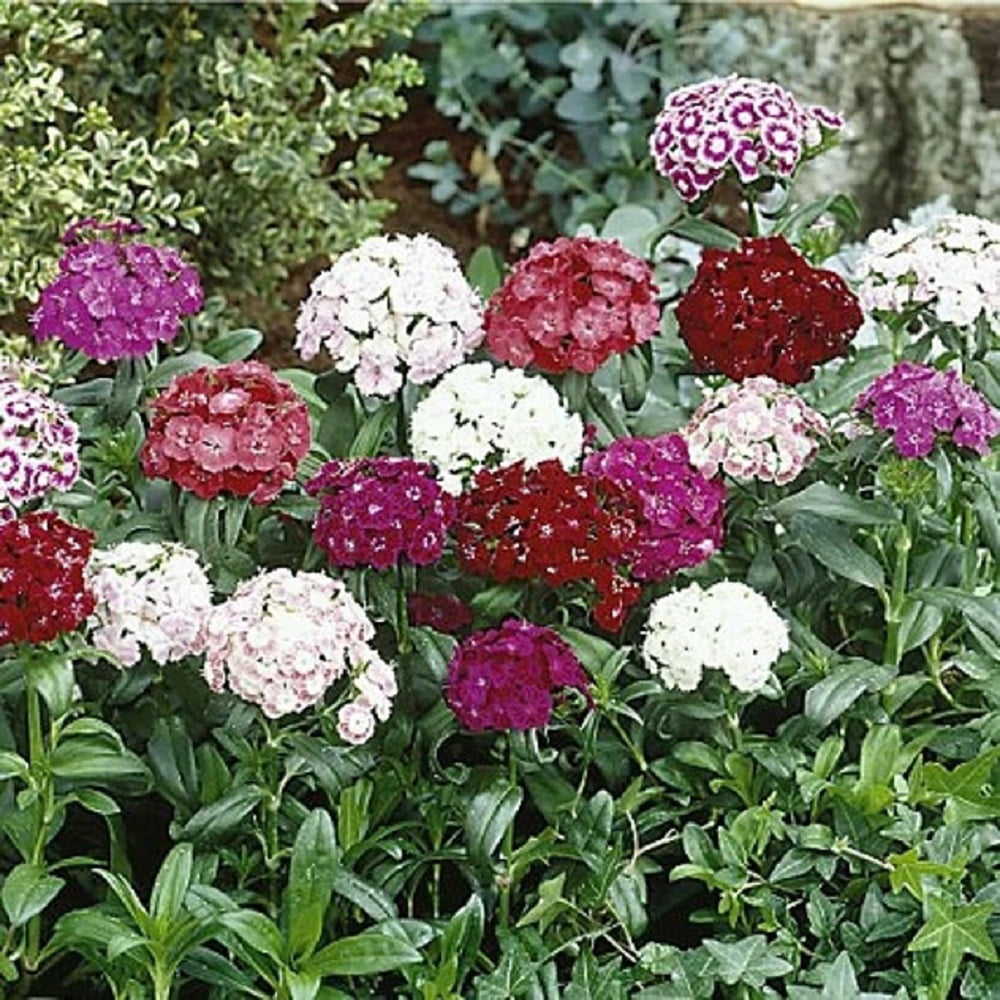 Sweet William Flowers 200+ Seeds, Mixed Colors, Beautiful Clusters ...